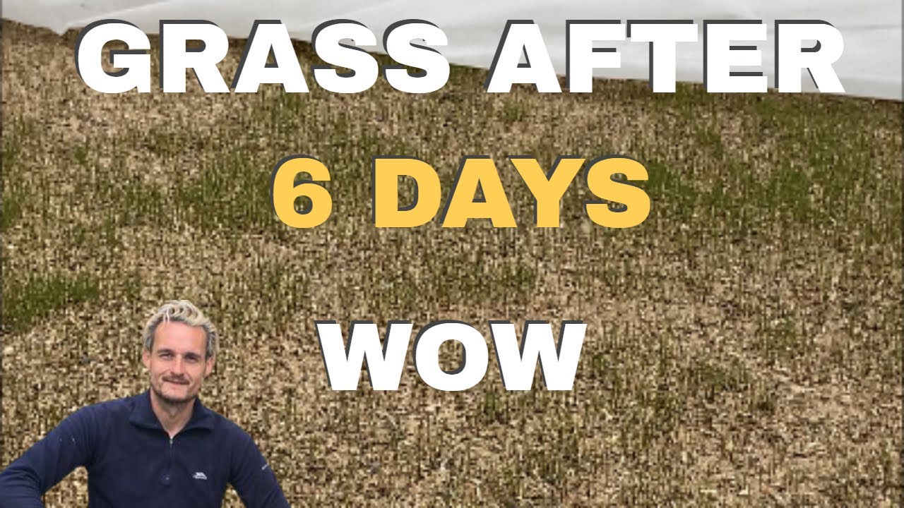 How To Get Grass Growing In 6 Days And How To Spot Signs Of Dehydration How To Get Grass Growing In 6 Days And How To Spot Signs Of Dehydration