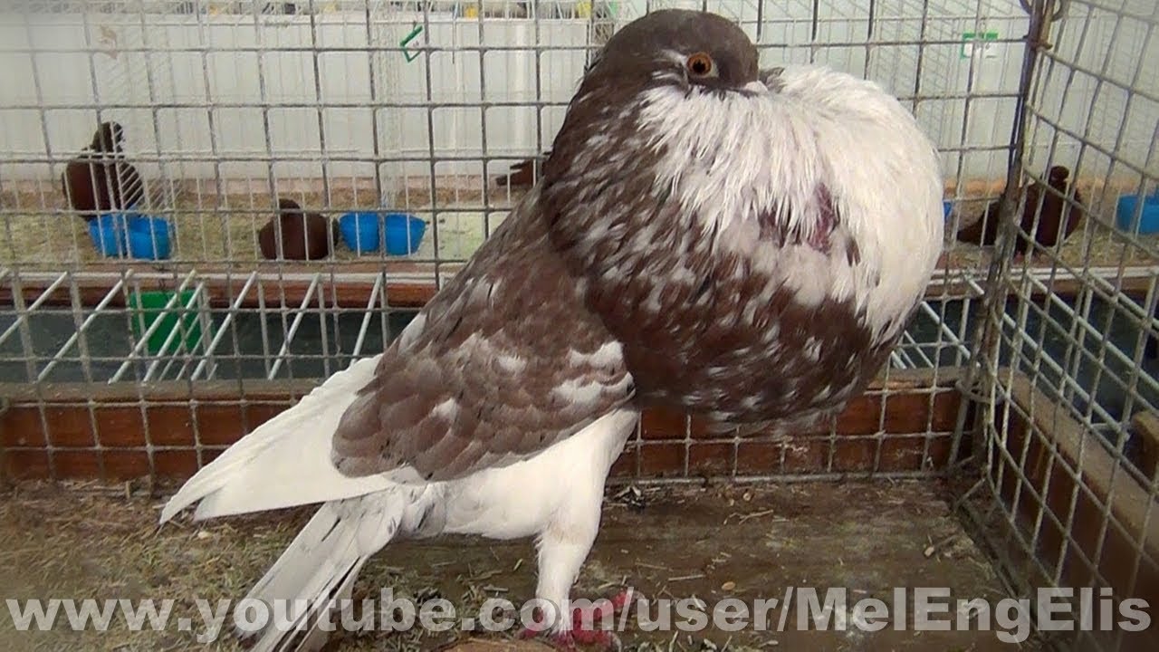 Pigeon Boulant de Norwich - Cropper - Kröpfer Tauben - Exposition ...