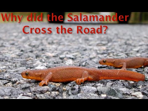 Why did the Salamander Cross the Road? - NV Special Presentation Oct 26 ...