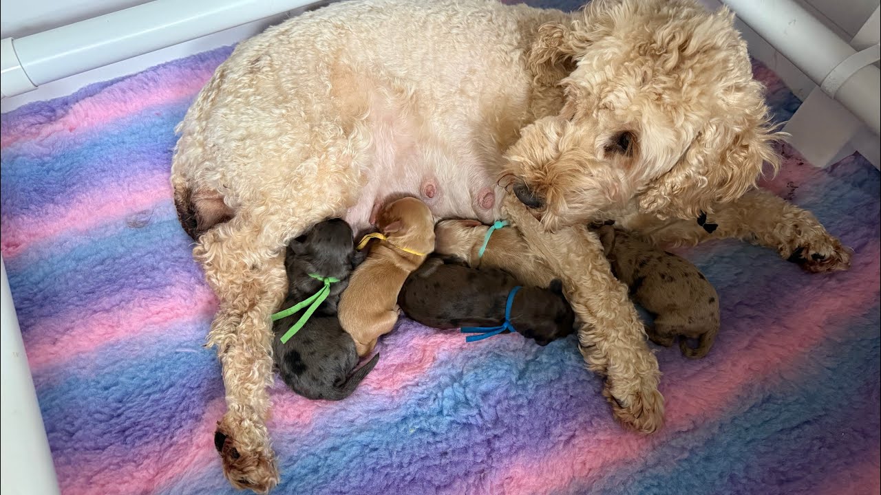 Daisy’s whelp of 5 beautiful Cockapoo Puppies - YouTube