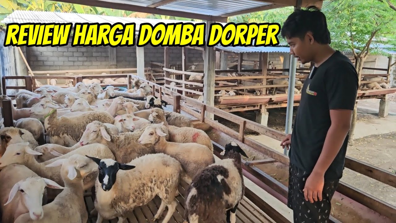 Review Harga Domba Dorper, Awassi, Texel di Kandang Kurawa Farm Kediri ...