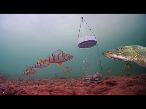 Подводный ЗОМБОЯЩИК! Реакция Щуки и Окуня на банку с мальком.