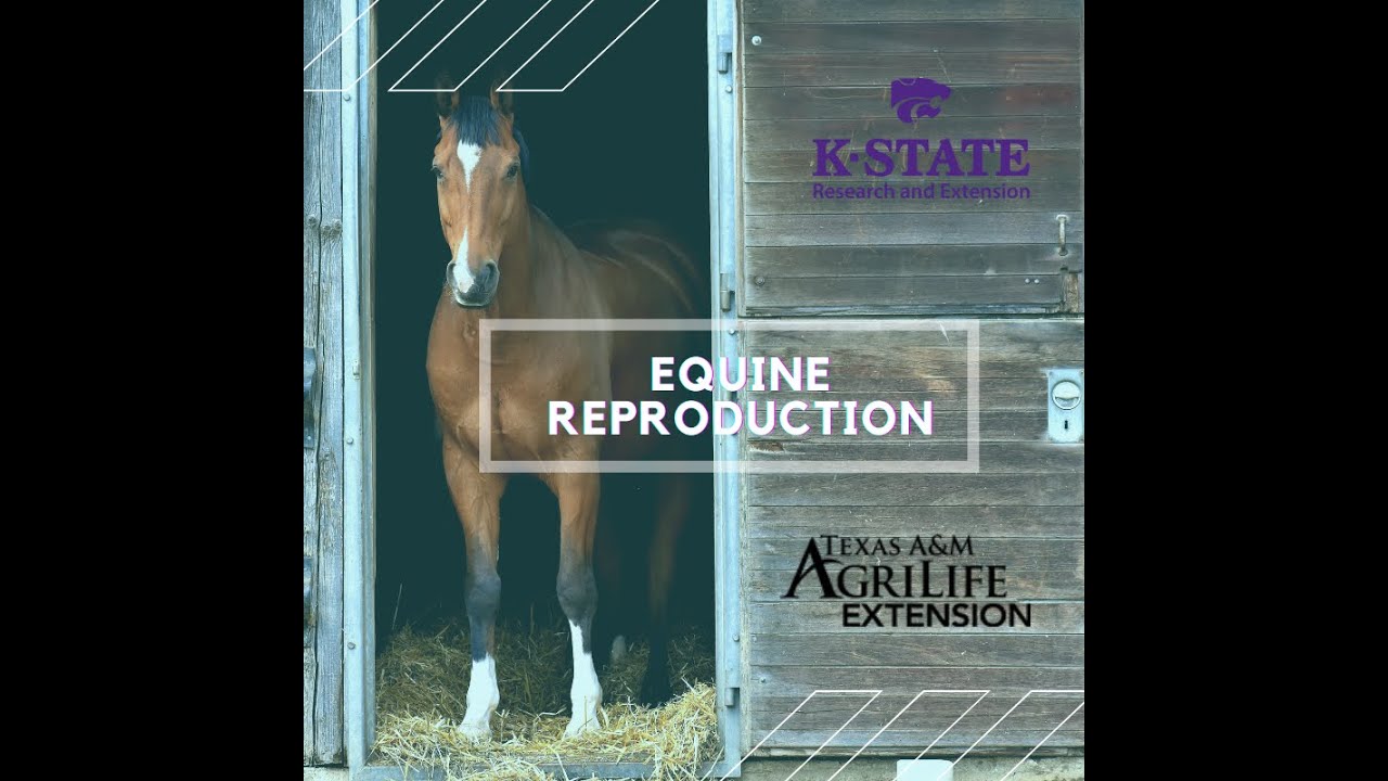 Stallion Series- 3 Breeding Shed Equipment - YouTube