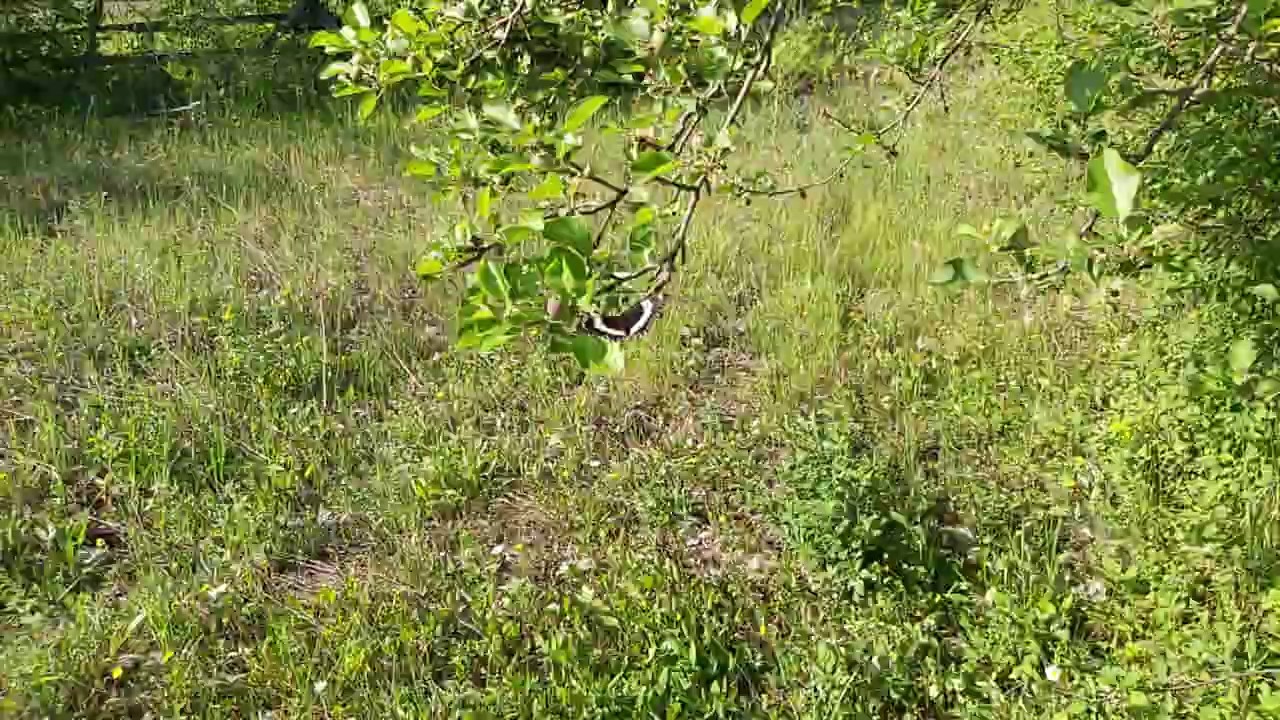 Butterfly taking off in slow motion - YouTube