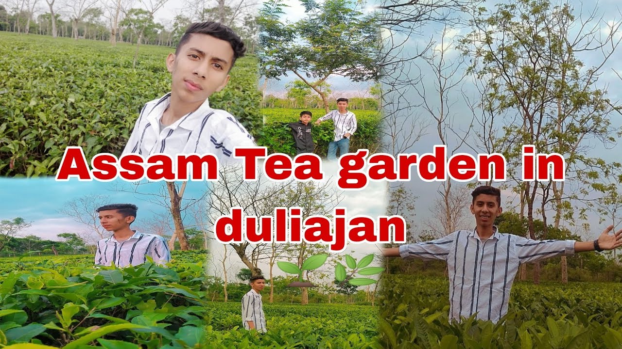 Tea garden in duliajan🌱🌿 #tea #teagarden #garden #duliajan #tranding # ...