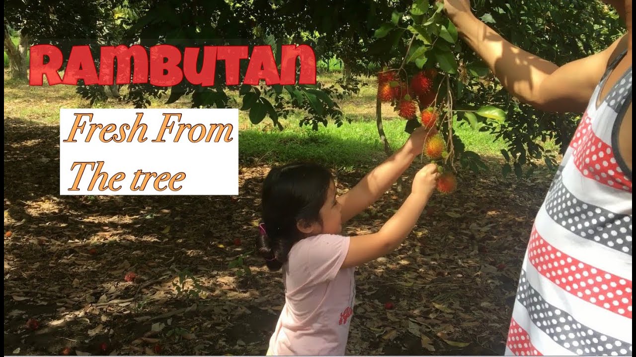 Province life | Harvesting Rambutan | Fresh Fruits From Our Farm ...