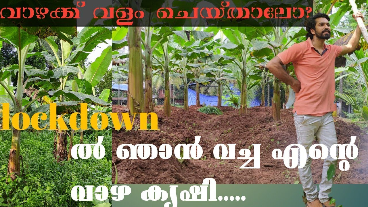 എന്റെ വാഴത്തോട്ടം/ente vazhathottam/Rocky's vlogs - YouTube