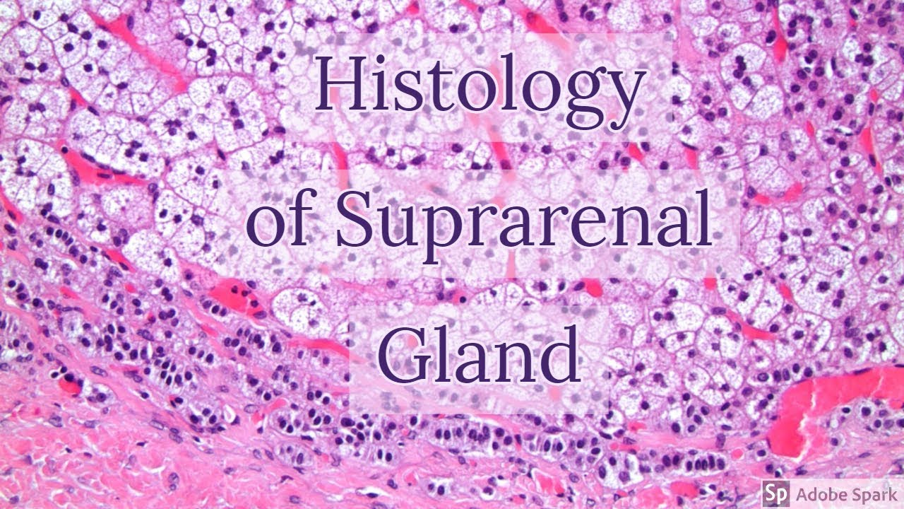 Histology of Suprarenal Gland - YouTube