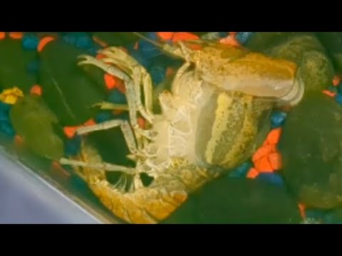 A crawfish molting - YouTube