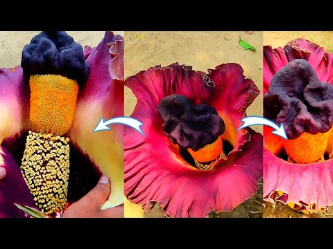 Big flower Ol kochu egg vegetable | Flephant foot flower/#Ol kuchu egg# ...