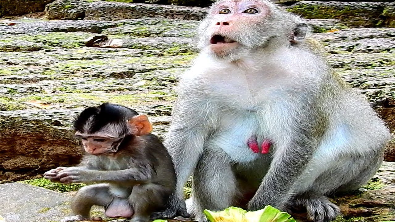 Mum And Baby They Are Very Hungry ST1628 Mono Monkey - YouTube