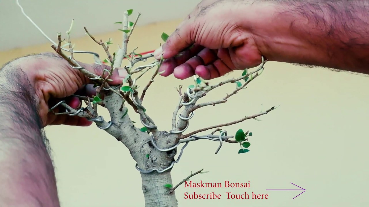 how can ficus Bonsai Tutorials for Beginners: How to Attain Trunk Taper ...