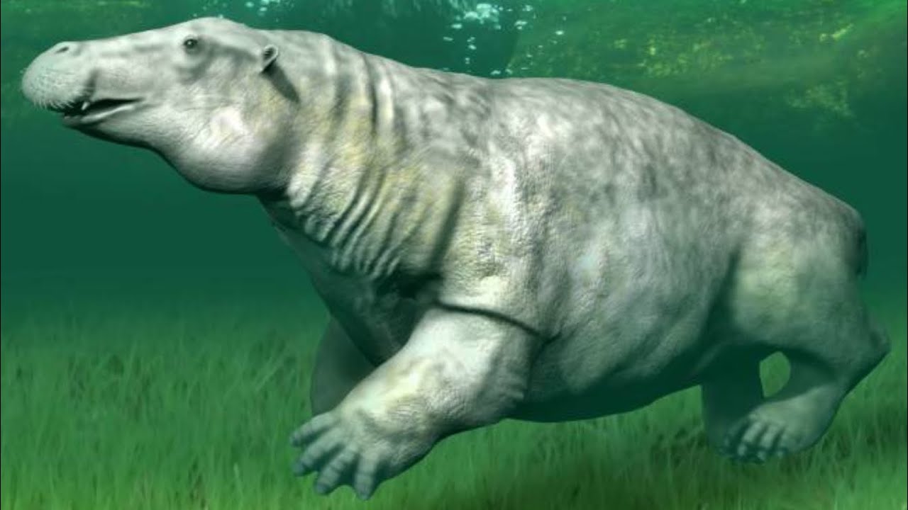 Desmostylus Sound Effects - YouTube