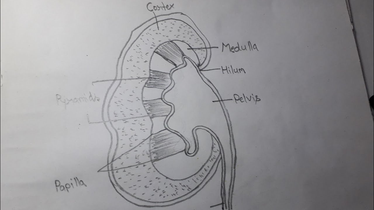 How to draw kidney step by step biology diagram. - YouTube