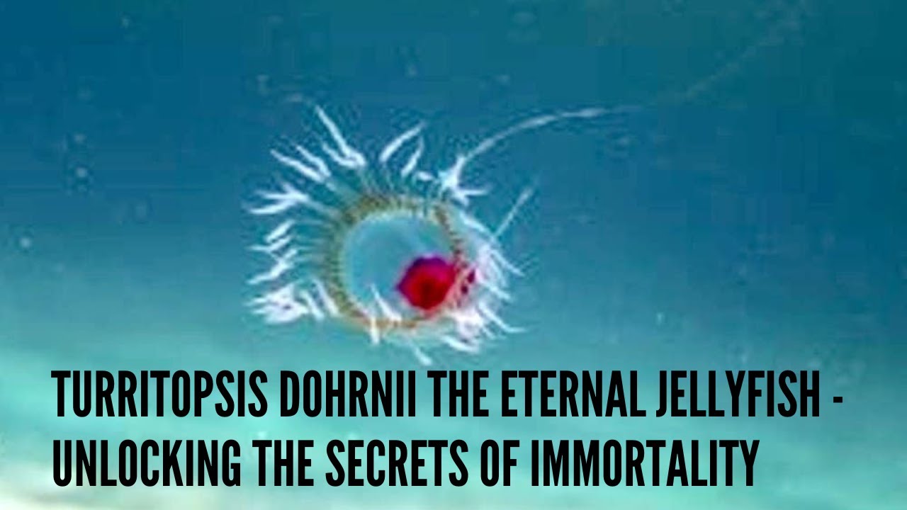 Turritopsis Dohrnii The Eternal Jellyfish Unlocking the Secrets of ...