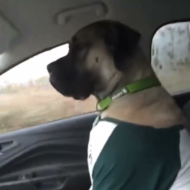 English Mastiff Car Ride - YouTube