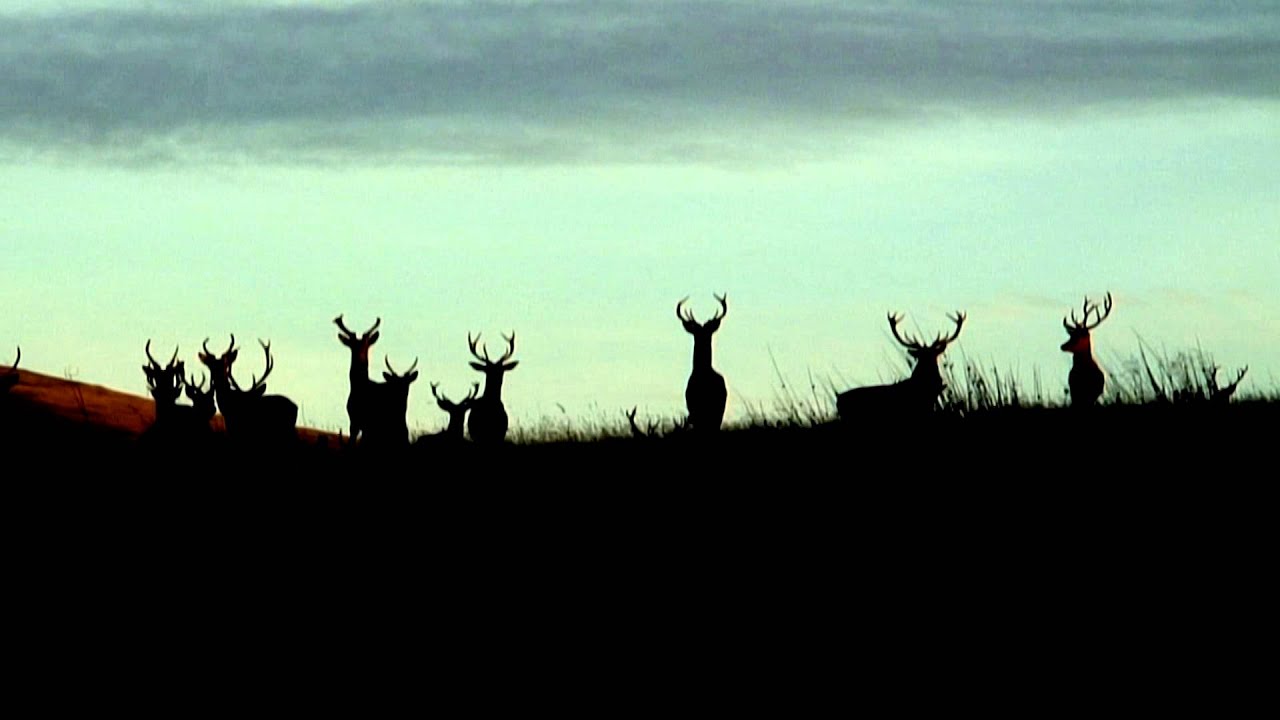Free Deer Footage for you to use in your YouTube Videos. - YouTube
