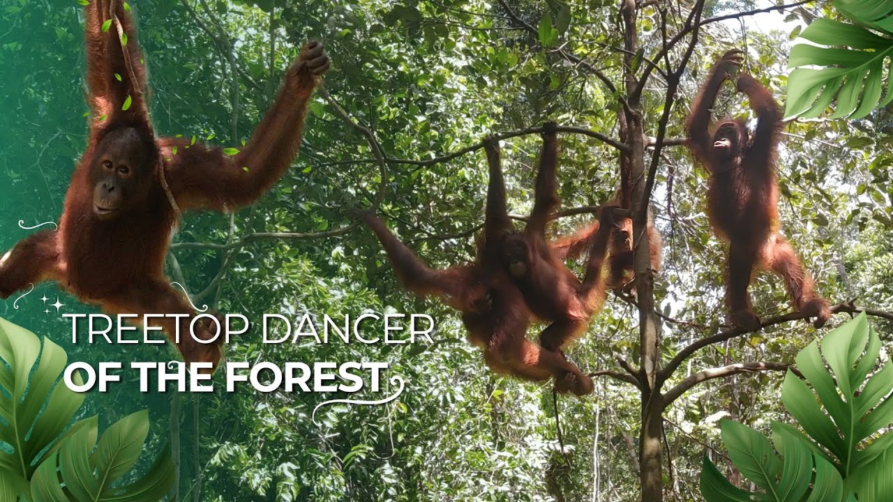 Treetop Dancers of the Forest - YouTube