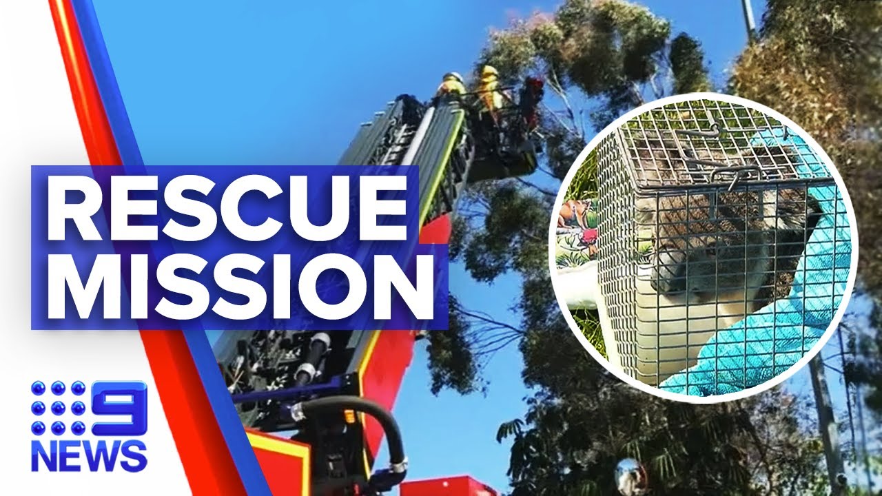 Heartwarming vision of koala rescue | 9 News Australia - YouTube