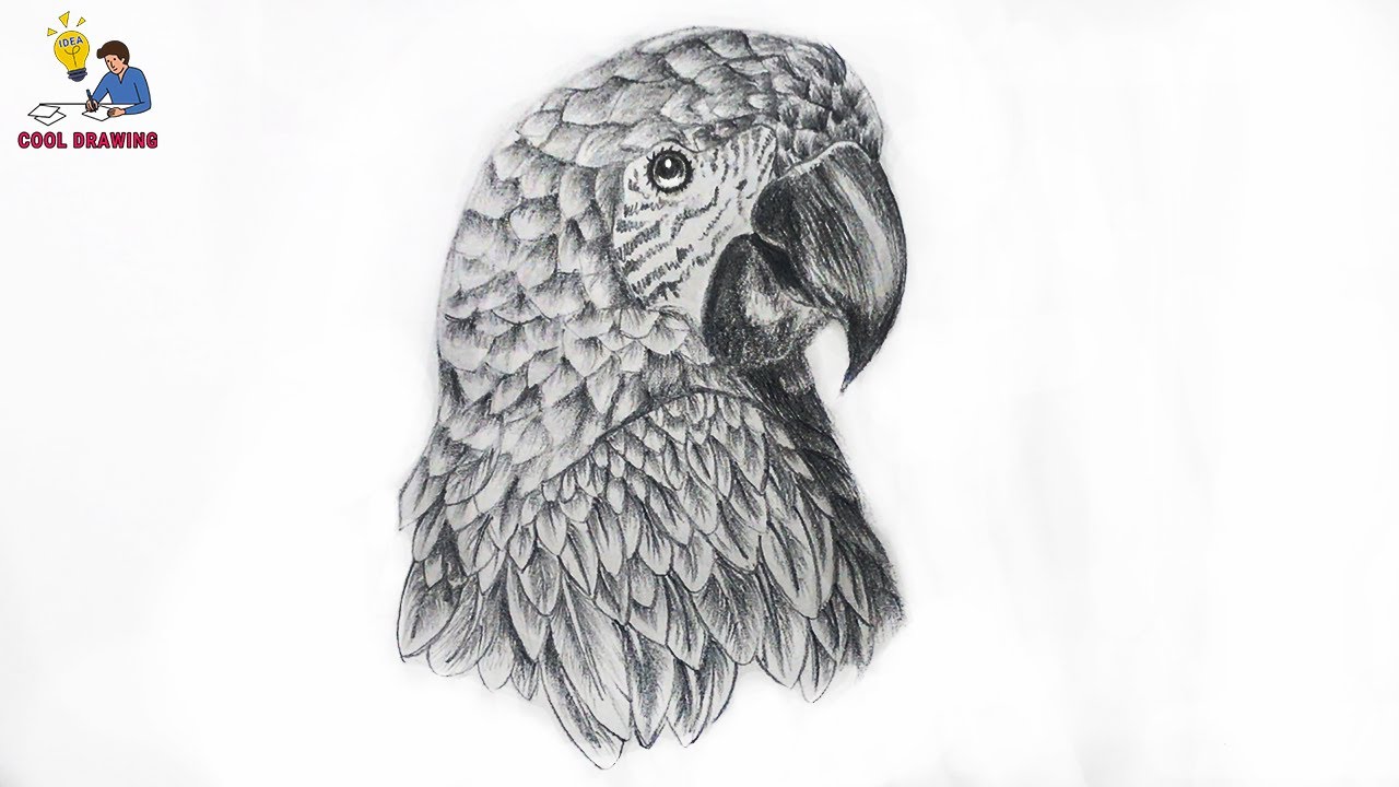 Parrot Face Drawing | Parrot Pencil Drawing | Drawing Birds | Easy ...