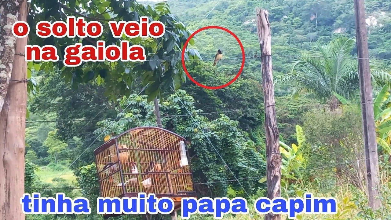 O papa capim solto veio na gaiola. Campeada de papa-capim - YouTube