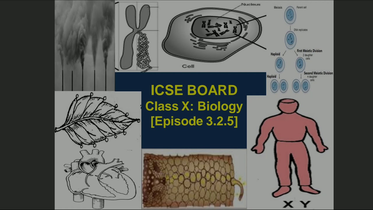 ICSE Class X Biology The Excretory System Episode 3 2 5 YouTube icse-class-x-biology-the-excretory-system-episode-3-2-5-youtube