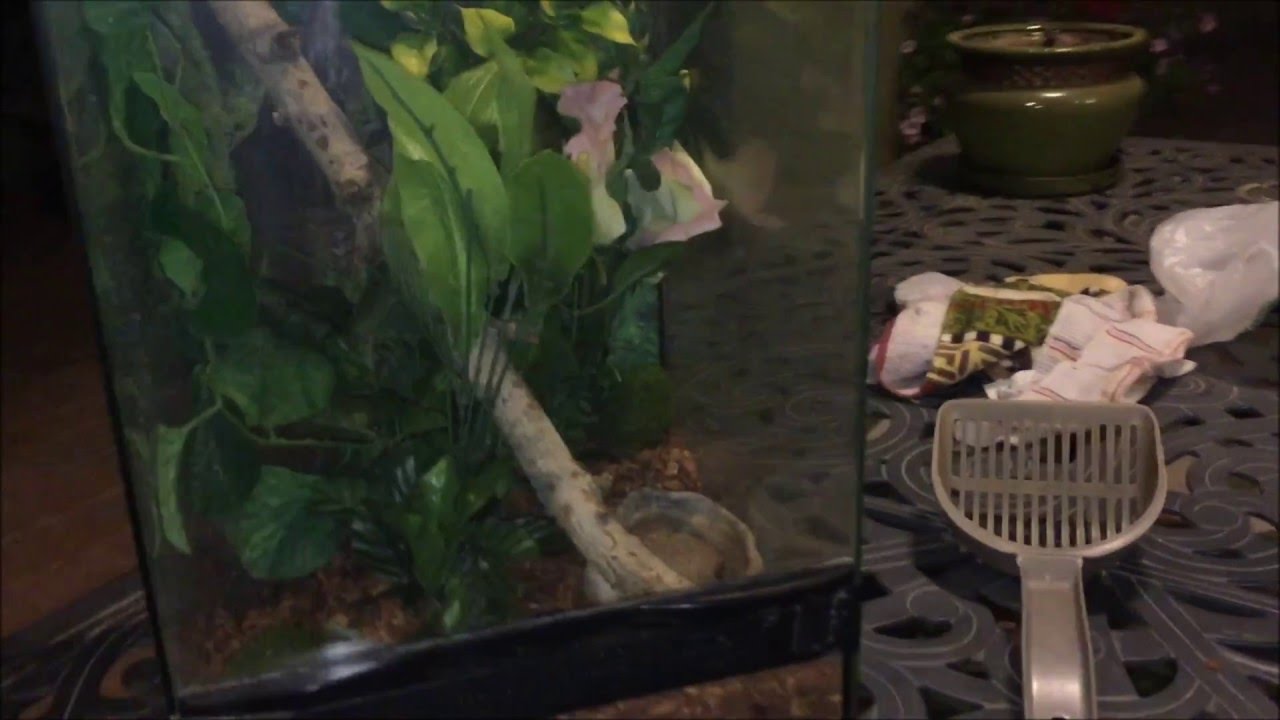 Building a Tokay Gecko Cage/Enclosure - YouTube