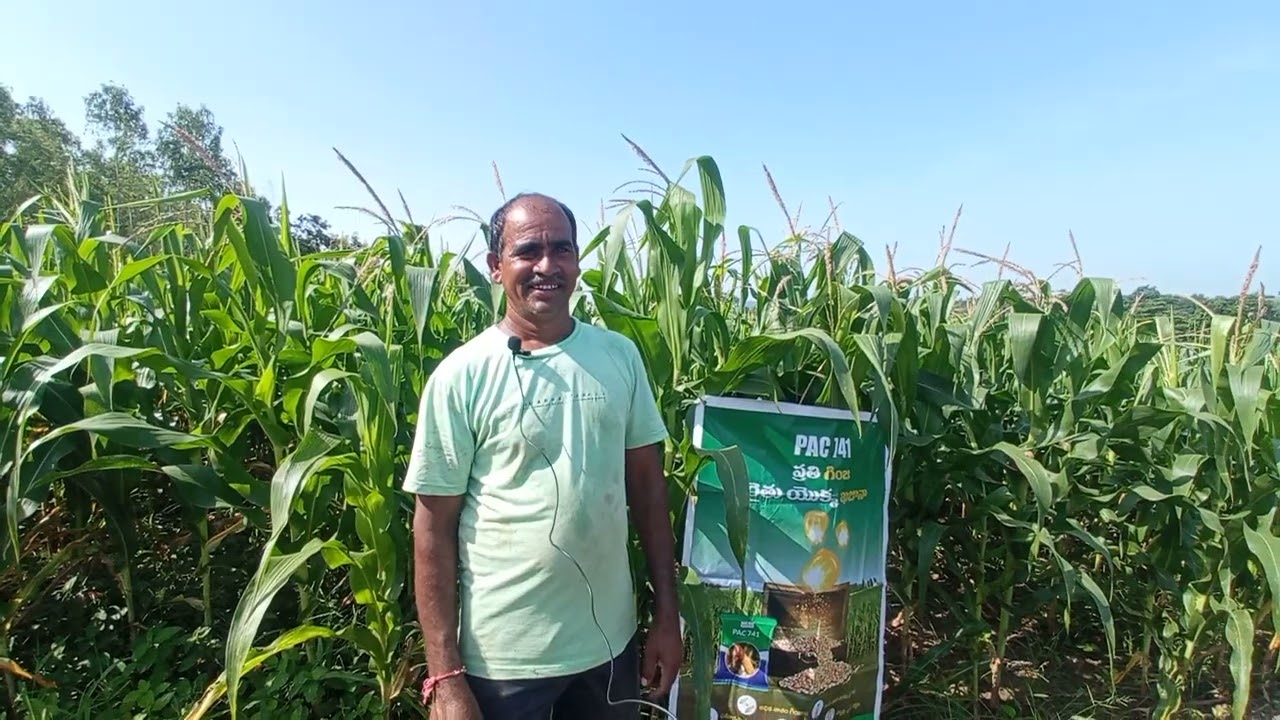 UPL ADVANTA SEEDS PAC741 🌽🌽🌽 - YouTube