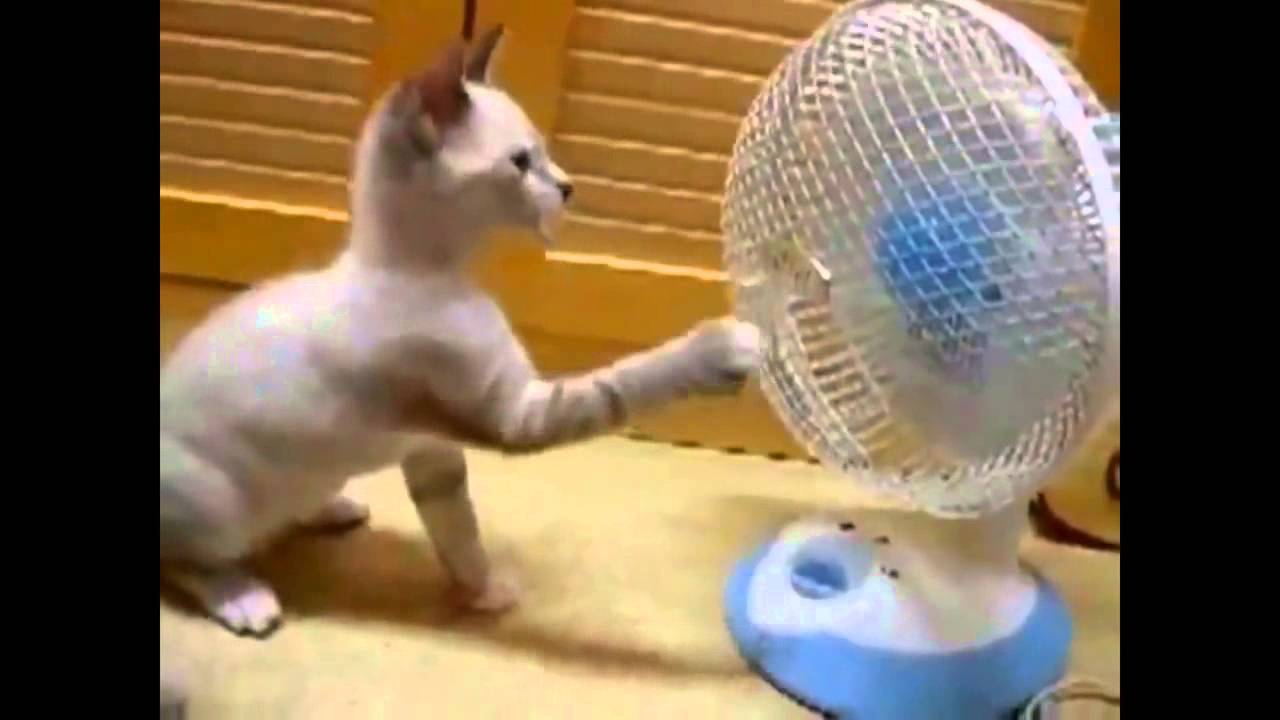 Gatos funny 1 - YouTube