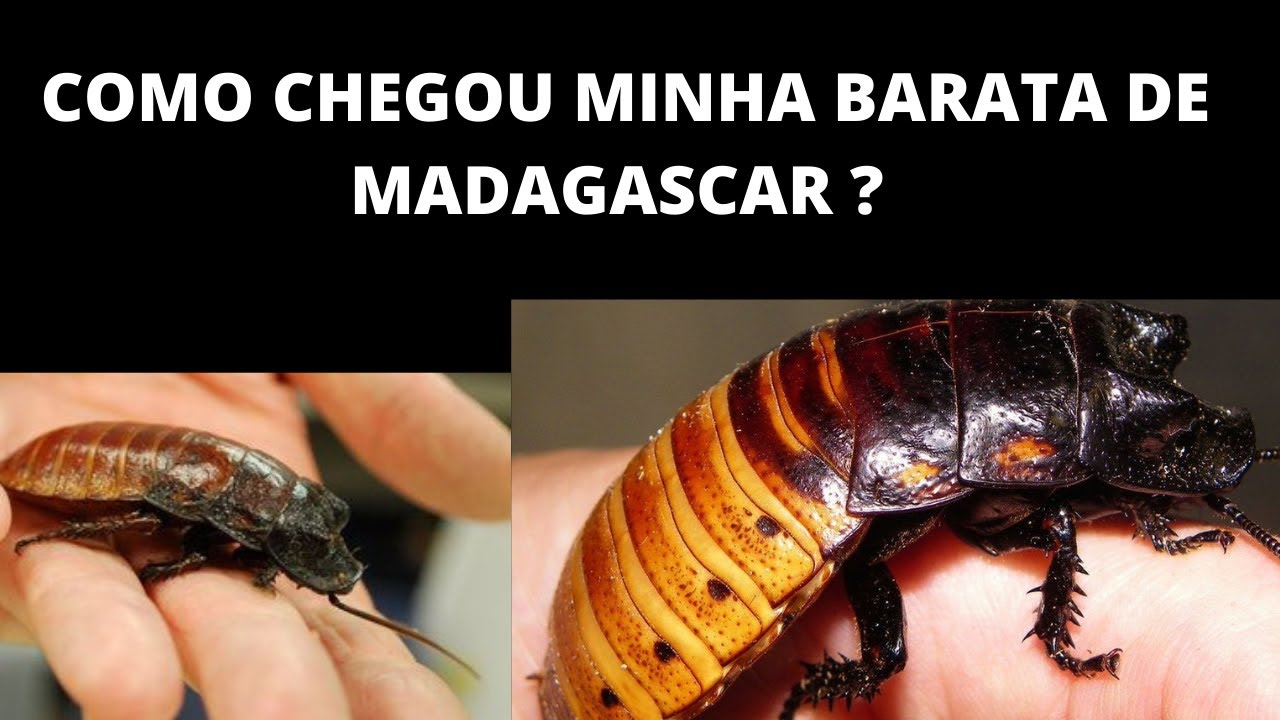 COMO CHEGOU MINHA BARATA DE MADAGASCAR ? - YouTube
