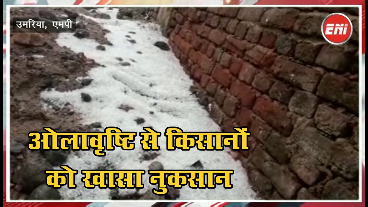 Umariya MP News | ओलावृष्टि से किसान परेशान नहीं मिली शाशन से राहत ...