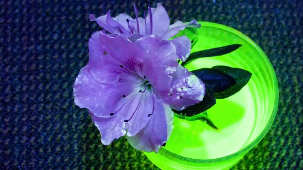 Flower absorbing fluorescent ink -- HD time-lapse - YouTube