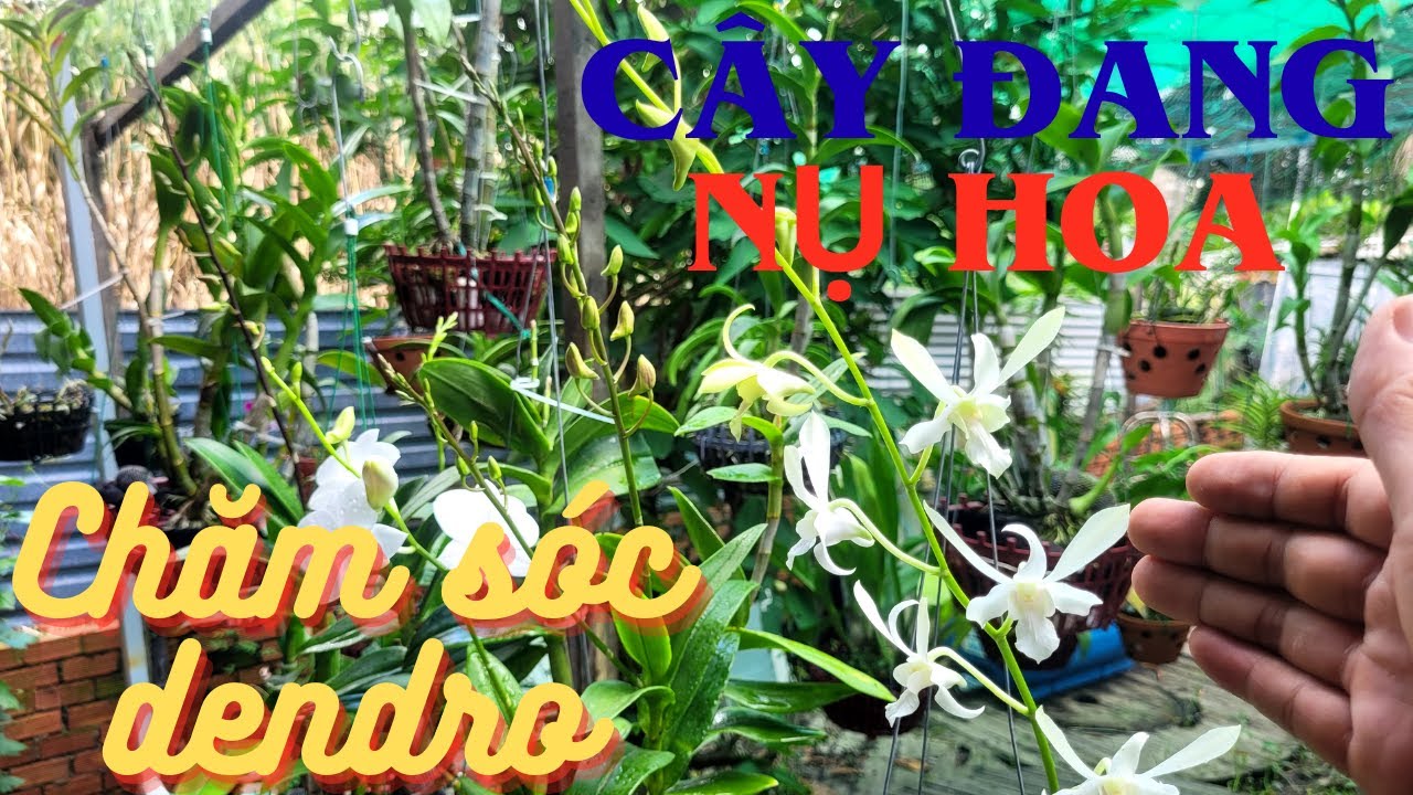 Cách Chăm Sóc Lan Dendro Đang Nụ Hoa -How to Take Care of Dendrobium ...