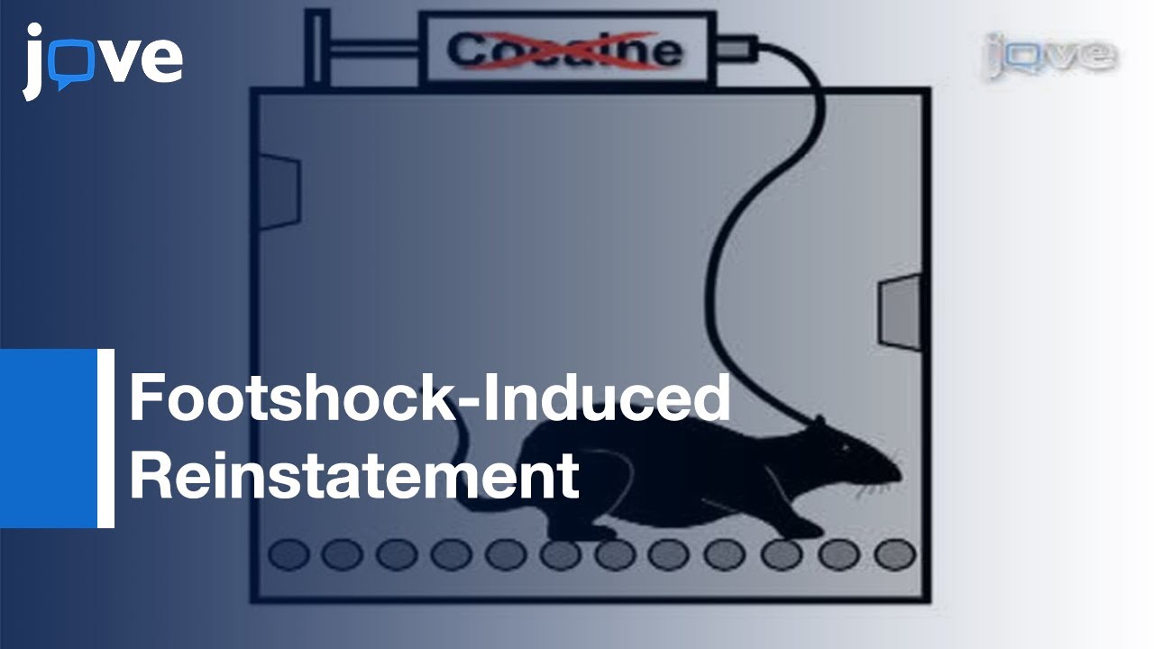 Studying Footshock-Induced Reinstatement: Cocaine Seeking In Laboratory ...