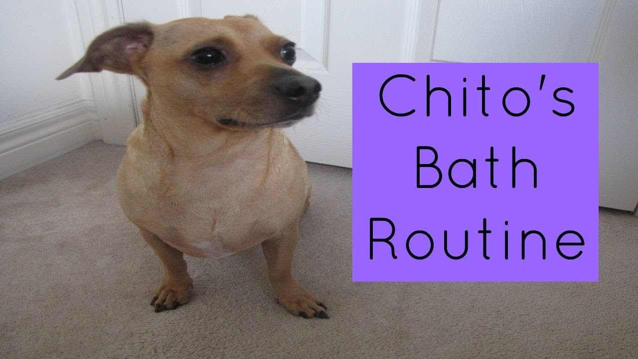 My Dog Chito's Bath Routine - YouTube