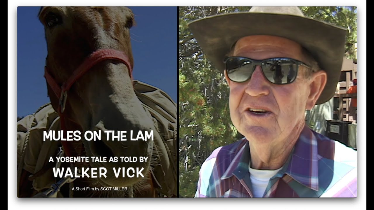 Mules on the Lam: A Yosemite Tale by WALKER VICK - YouTube