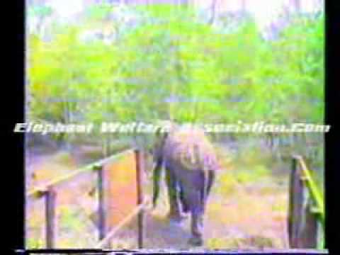 Electro-ejaculation&Artifical Insemination of the Asian Elephant - 6 ...
