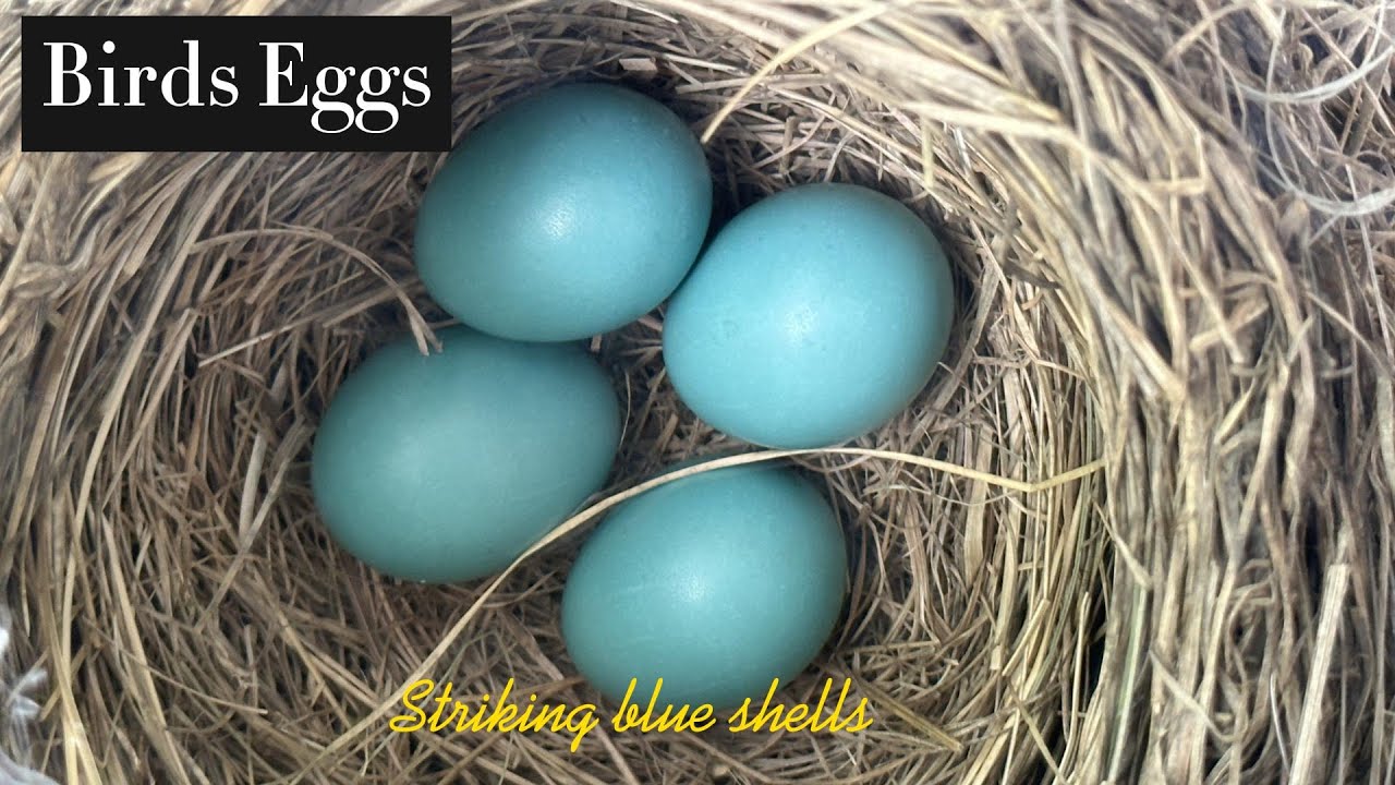 Nature's Masterpiece: A Stunning Avian Abode on Our Deck! - YouTube