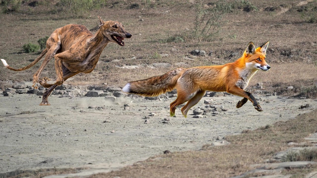 Greyhounds vs Fox 2024 / Clever fox Beat Hunting Dogs 2024 / Super ...