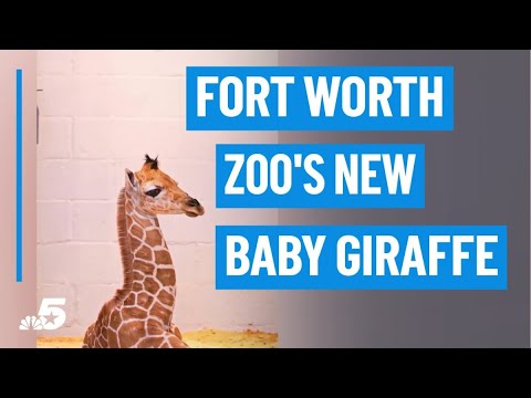 Fort Worth Zoo welcomes new baby giraffe | NBCDFW