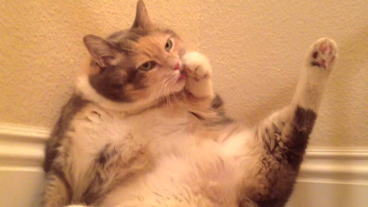 My Obese Masterbating Cat - YouTube