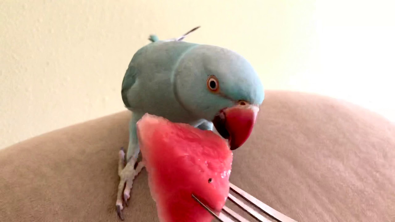 Parrot eating Watermelon 🍉 - YouTube