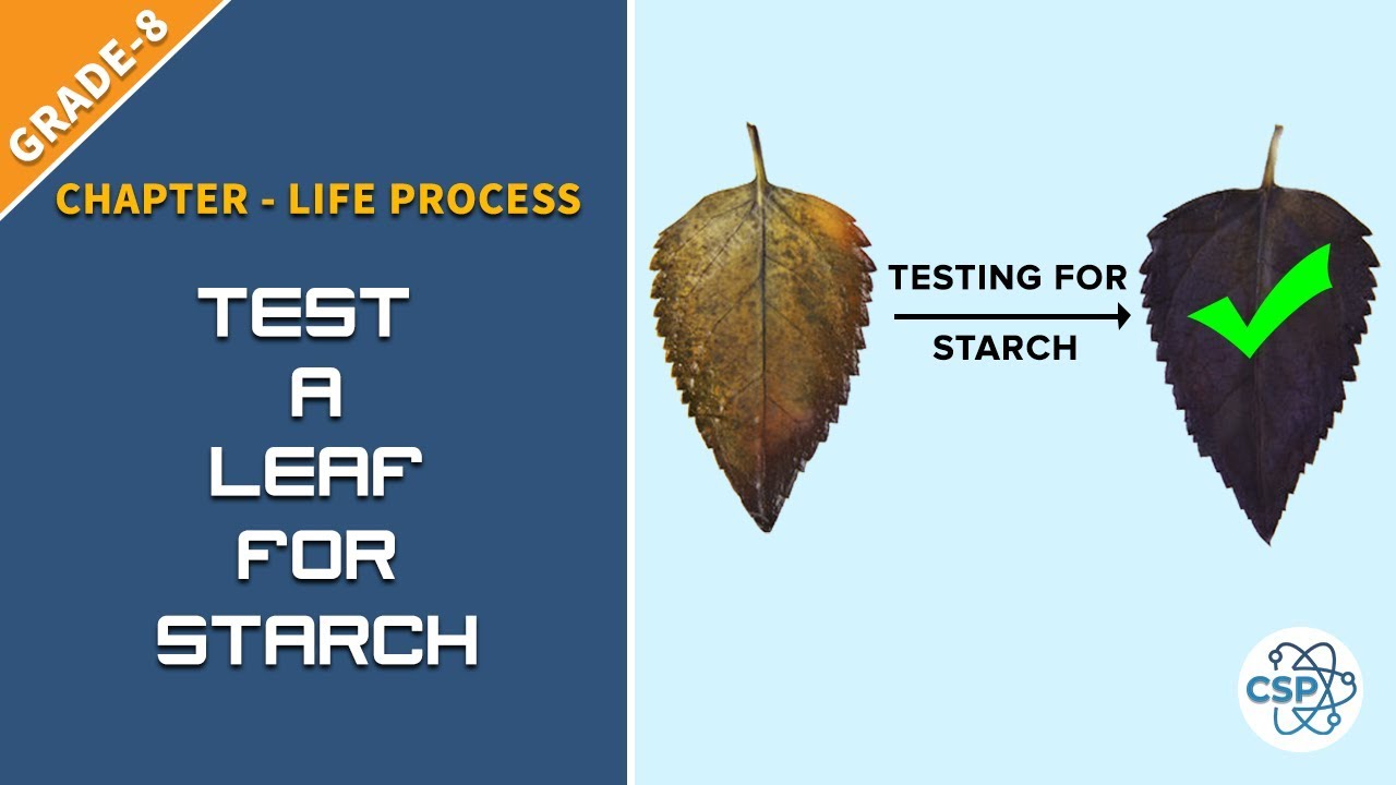 Test A Leaf For Starch | Class-8 - YouTube