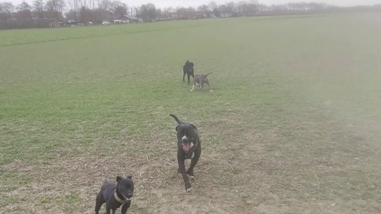 AMERICAN BULLY VS CANE CORSO VS PATTERDALE VS FLAT COATED RETRIEVER ...