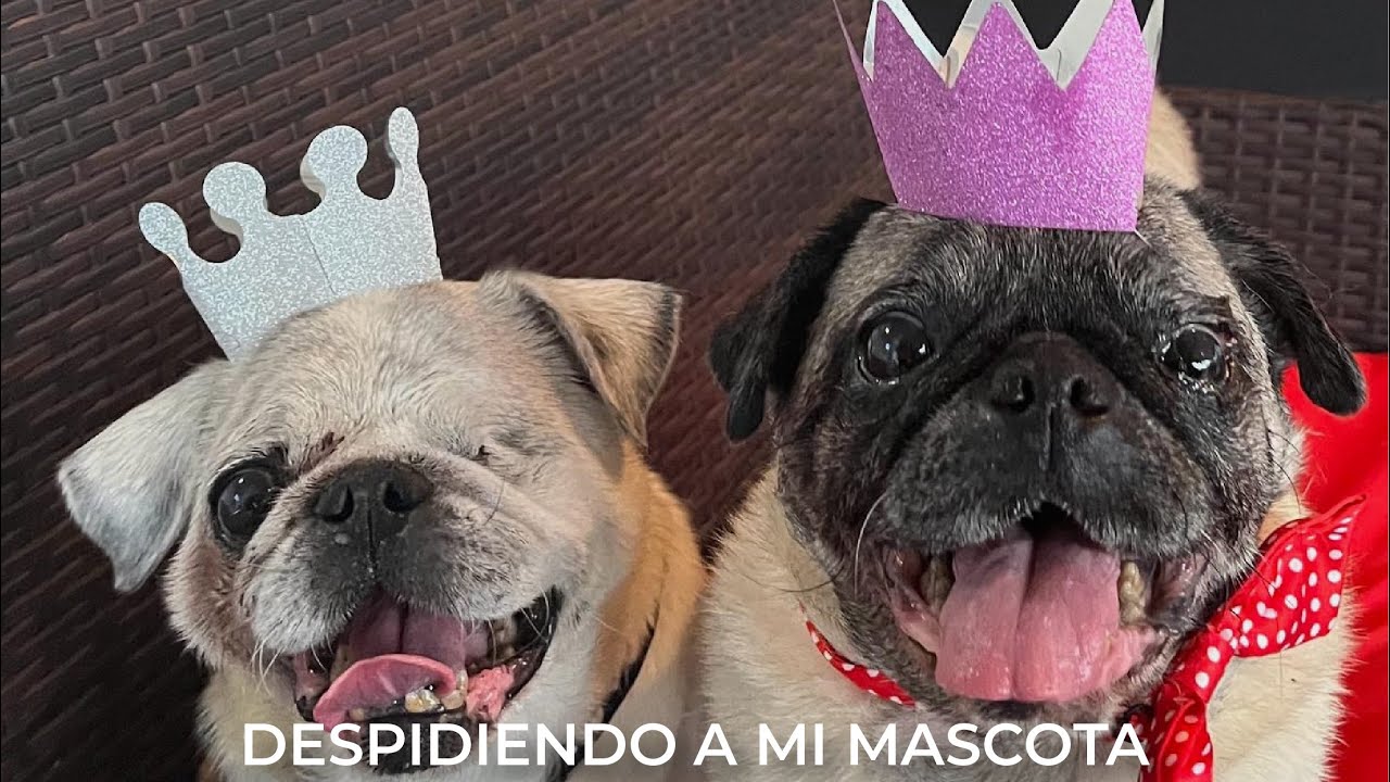 Despidiendo a mi mascota - Invitada Emma Vidal - YouTube