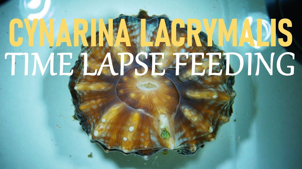 Cynarina coral timelapse feeding - YouTube
