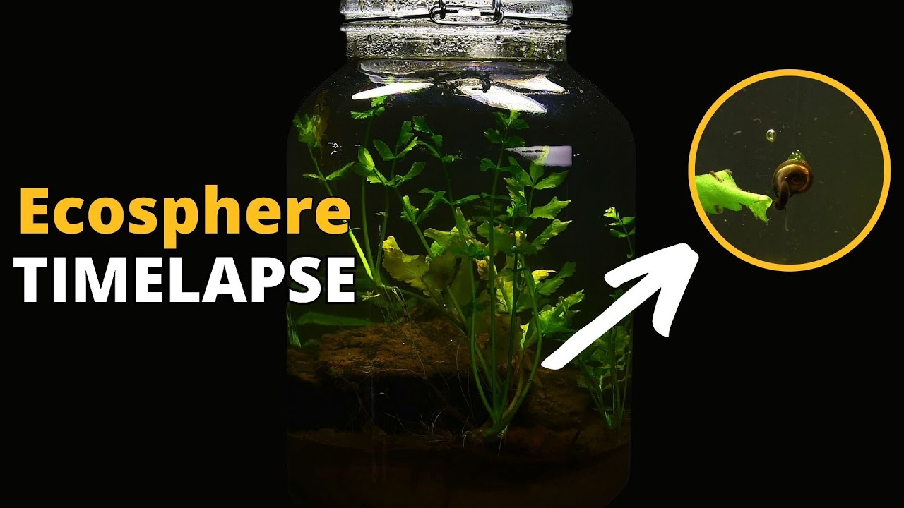 DIY Jar Ecosphere Timelapse – Life Inside a Closed Mini World! - YouTube