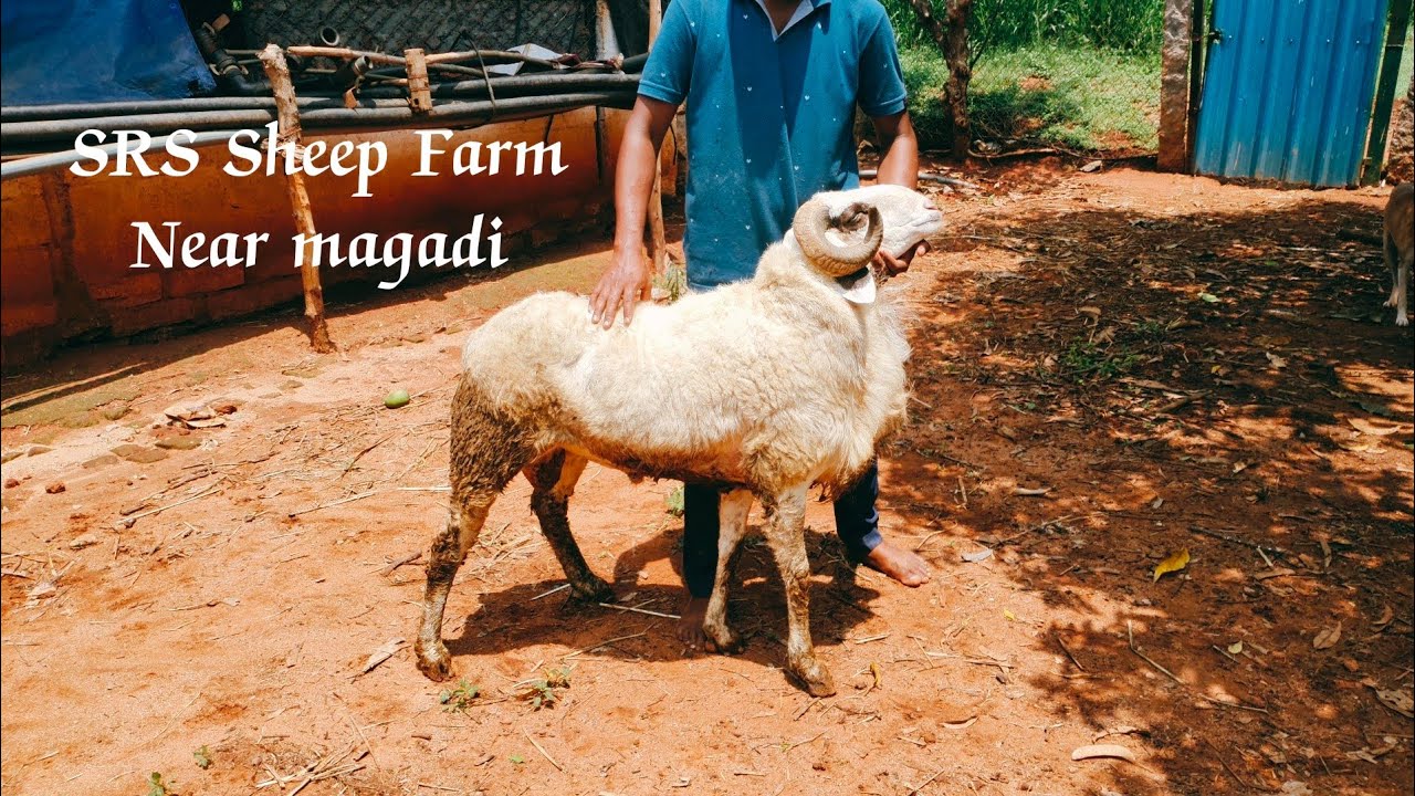 Bakrid 2023 SRS Sheep Farm #7353284428 Big Amingad sheep's for sale ...