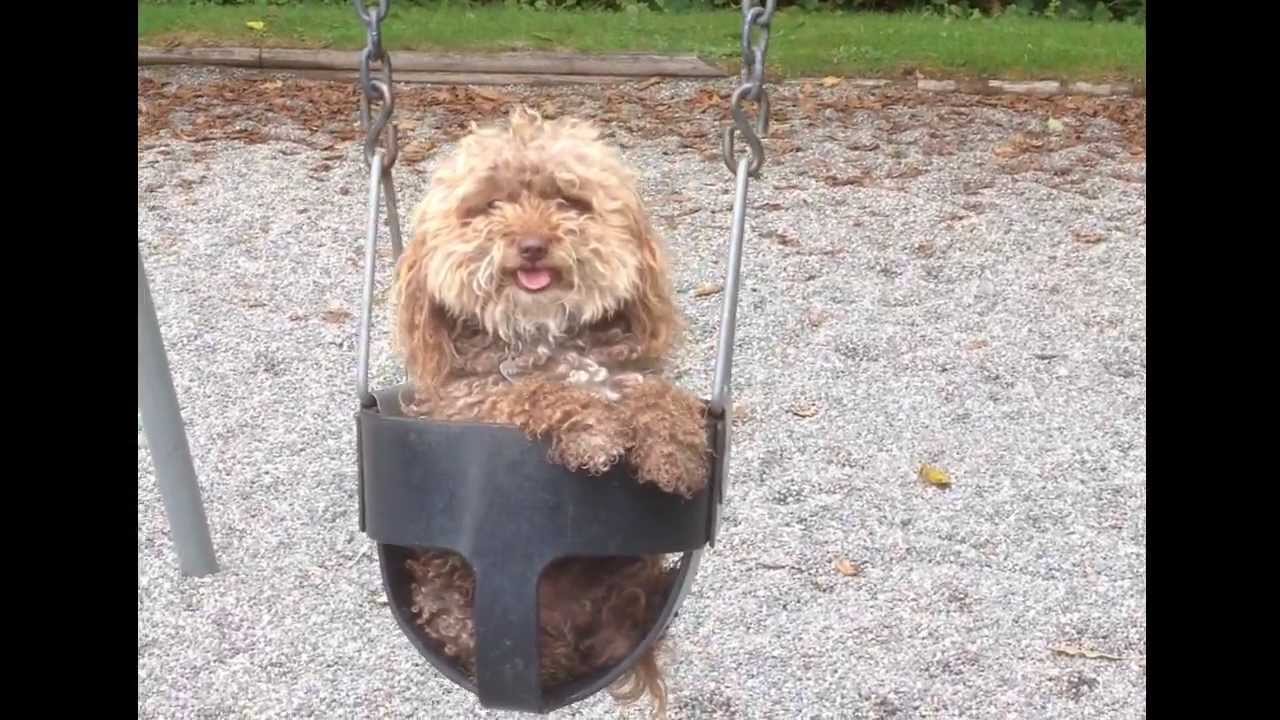 Poodle on a Swing - YouTube