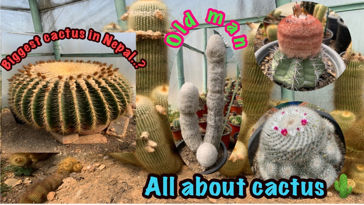 Biggest cactus in NEPAL..? || all about cactus 🌵 || Nepali gardener ...